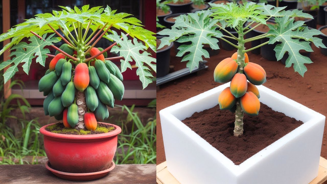 How to grow papaya in pots | Great method grow super dwarf papaya trees ...