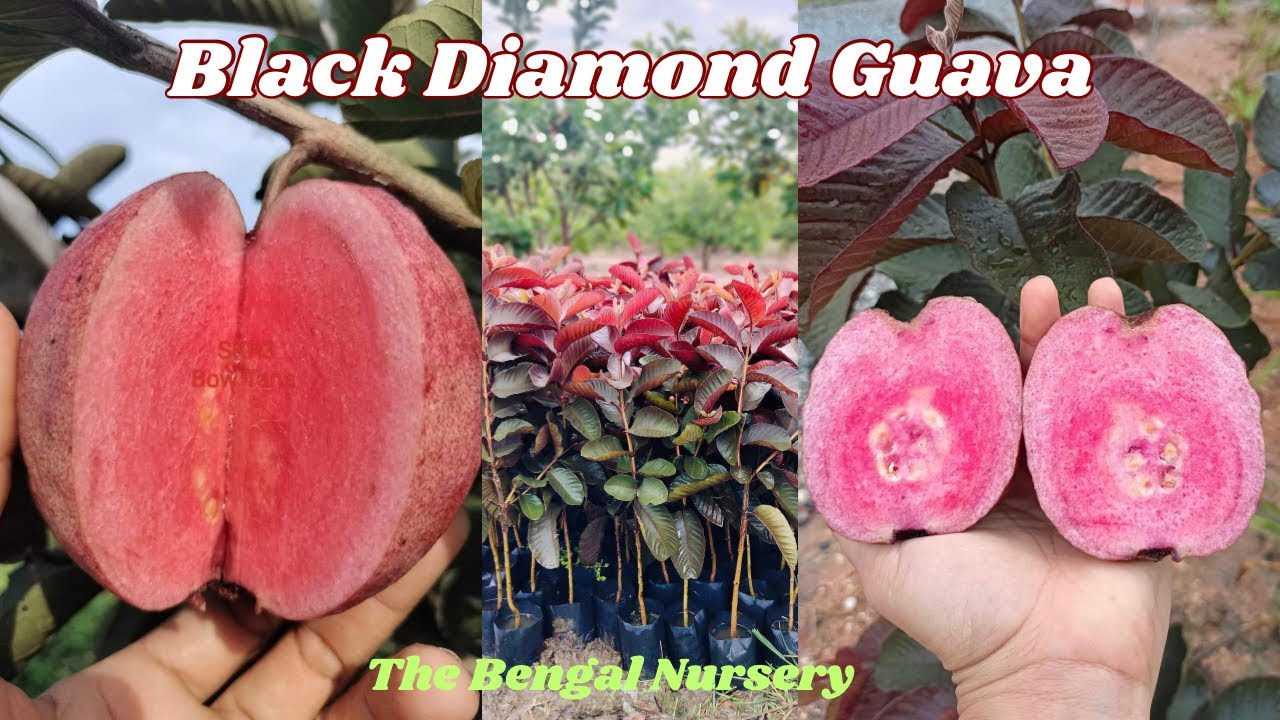 Black Diamond Guava Plant Available “ The Bengal Nursery “ Black ...