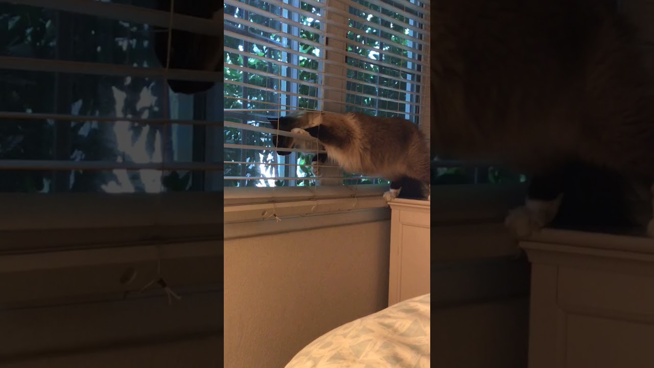 Animalsdt grey cats head stuck in between window blinds - YouTube