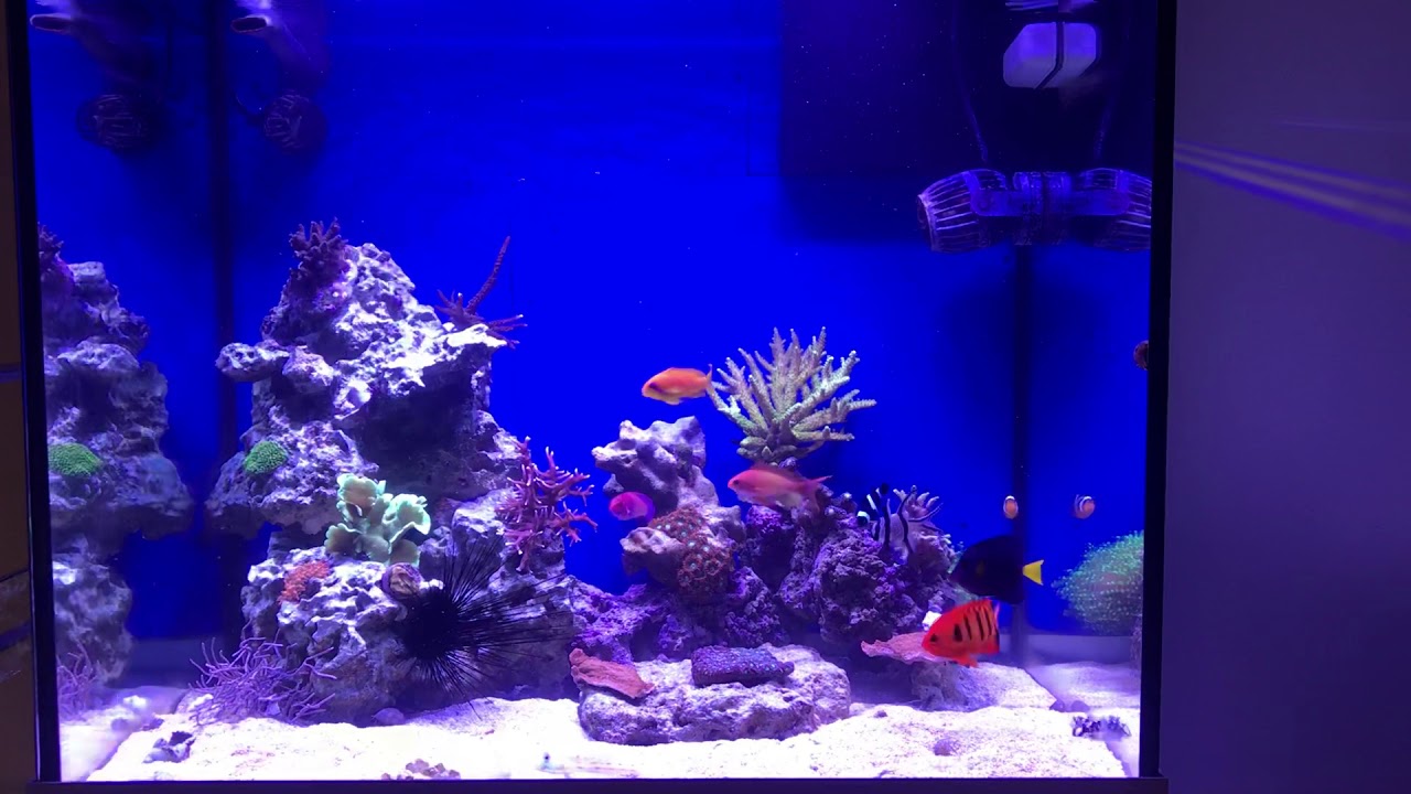 Reef tank lido 200 - YouTube