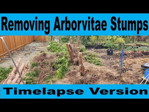 Timelapse Version: Removing Stumps from Arborvitae - YouTube