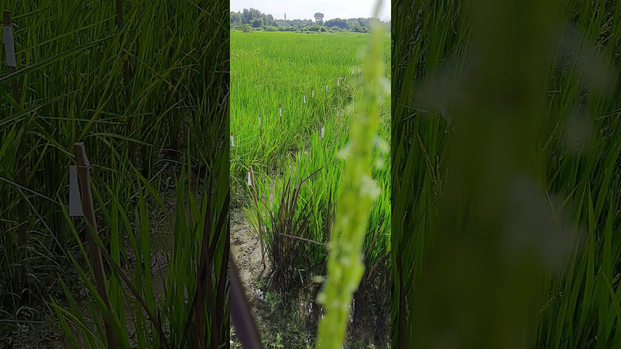 Anthesis in Rice: Live - YouTube