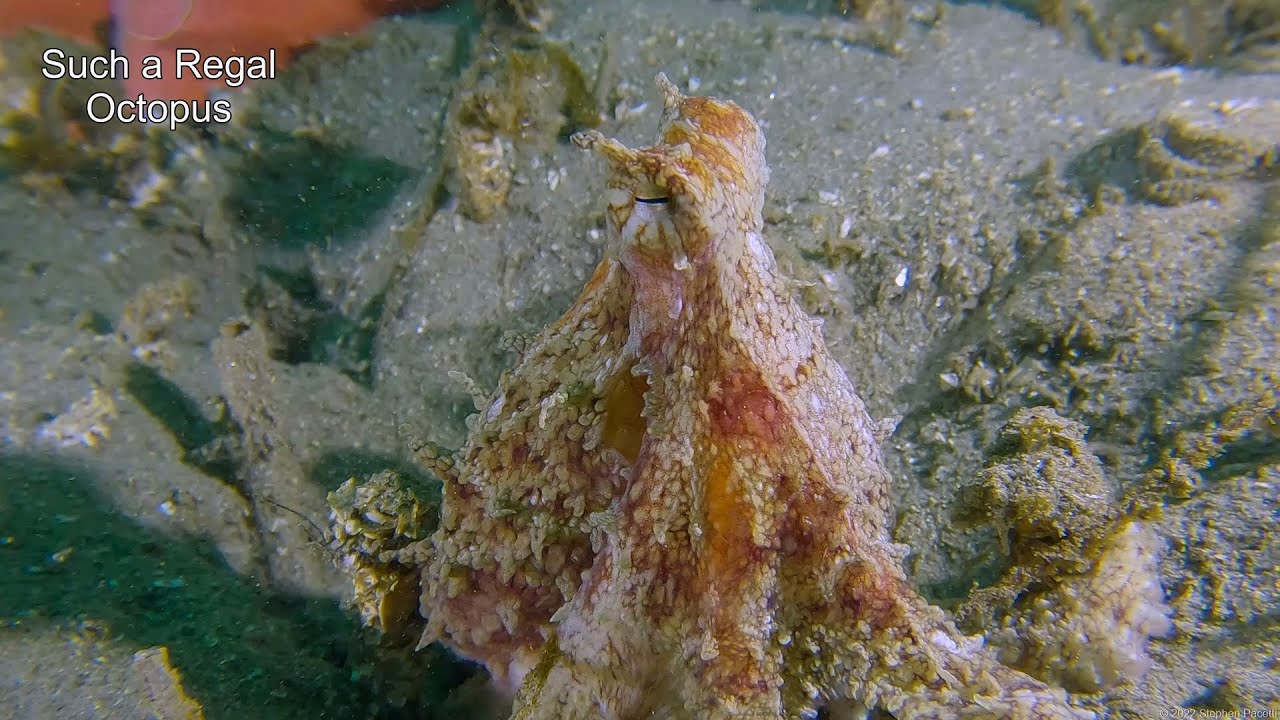 Diving with the Octopuses and Other Critters of the Coast Guard ...