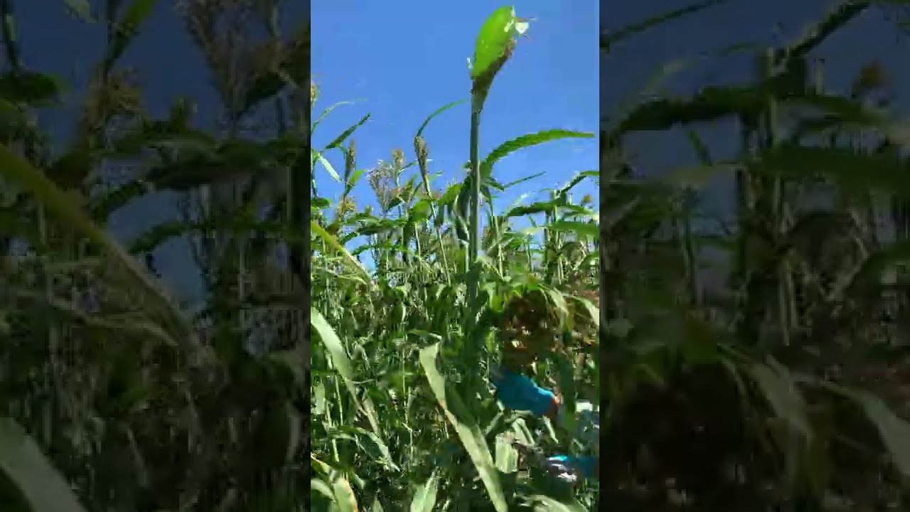 Broom Corn Harvest - YouTube