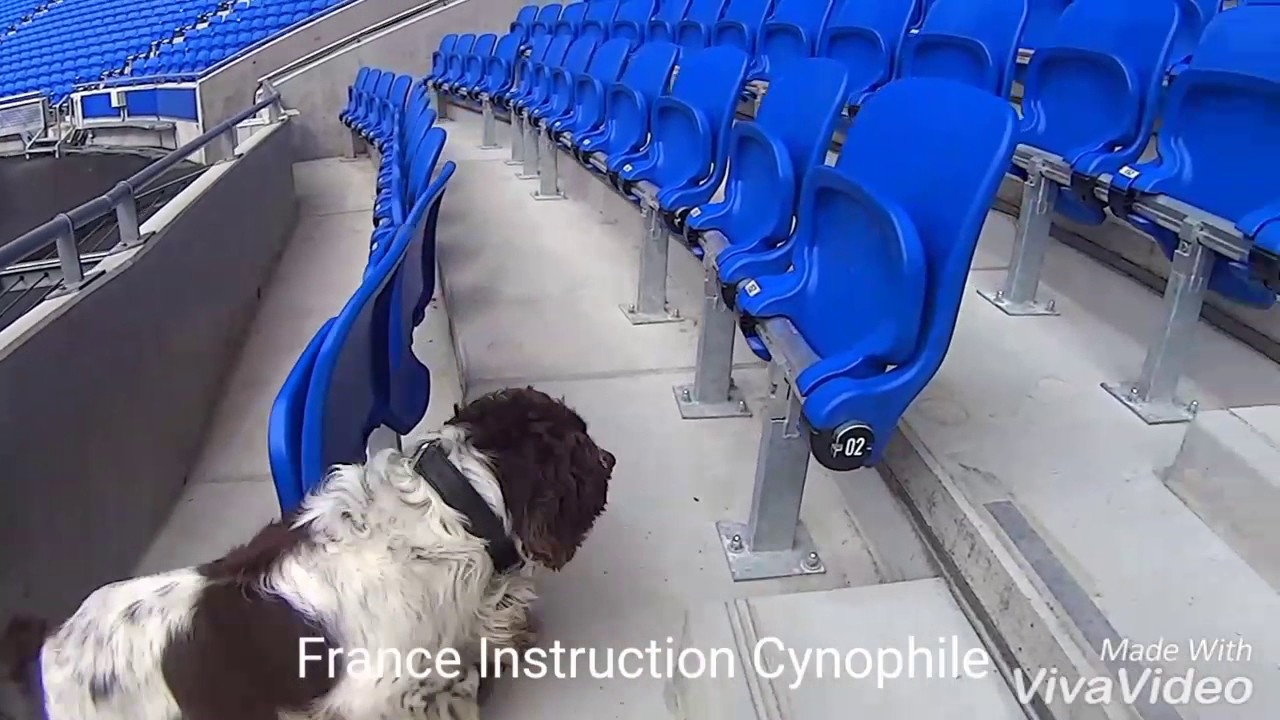 France Instruction Cynophile - YouTube