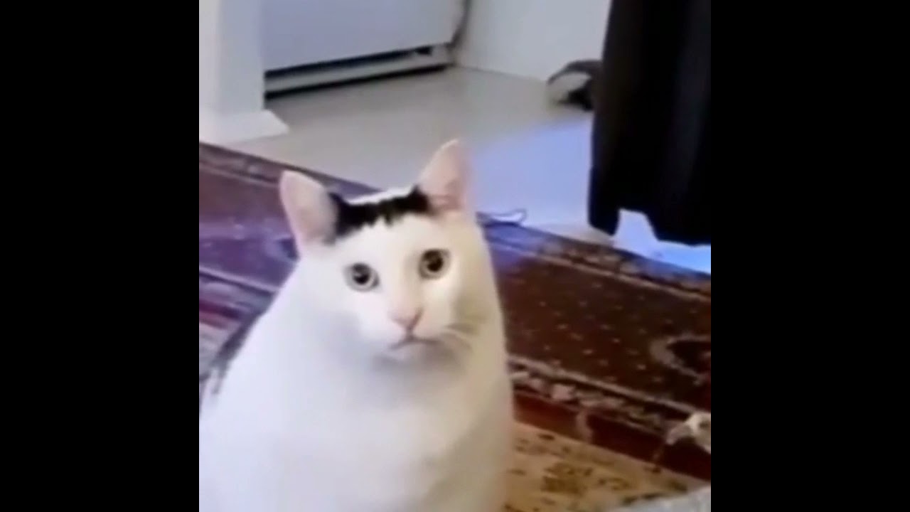 kucing tolol #shorts #meme - YouTube