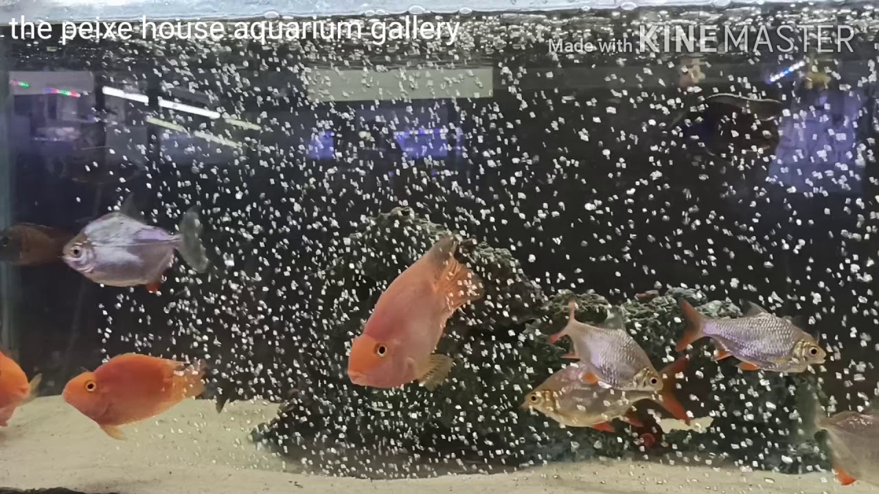 Tin foil, doller, red parrot n chicklet setup - YouTube