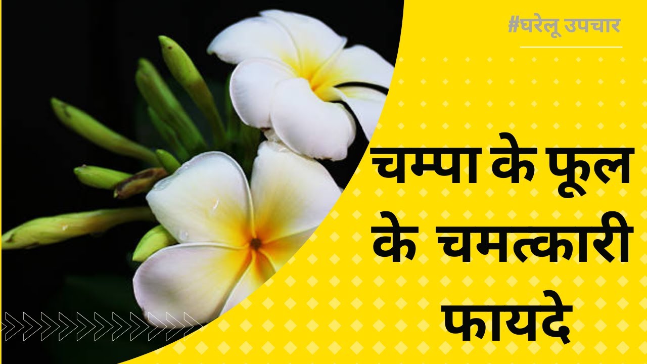 Some Lines On Champa Flower In Hindi | Best Flower Site