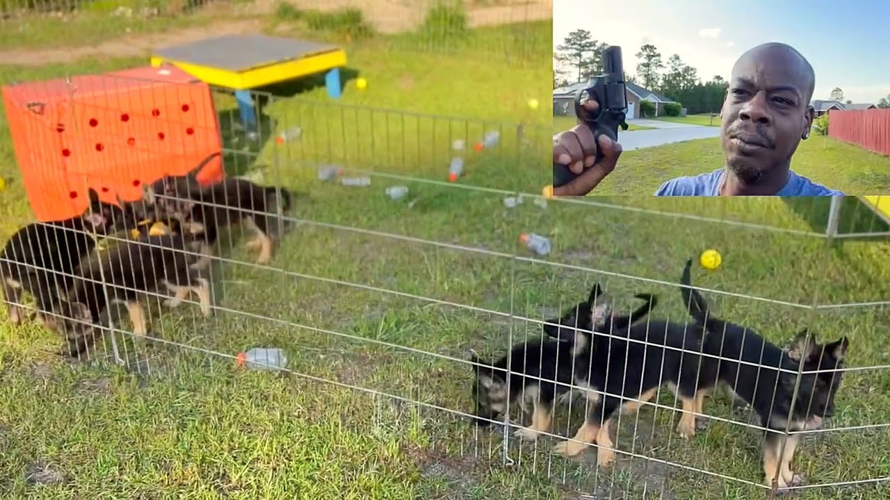 Desensitizing German Shepherd Pups To The Sound Of Gun Fire.. - YouTube