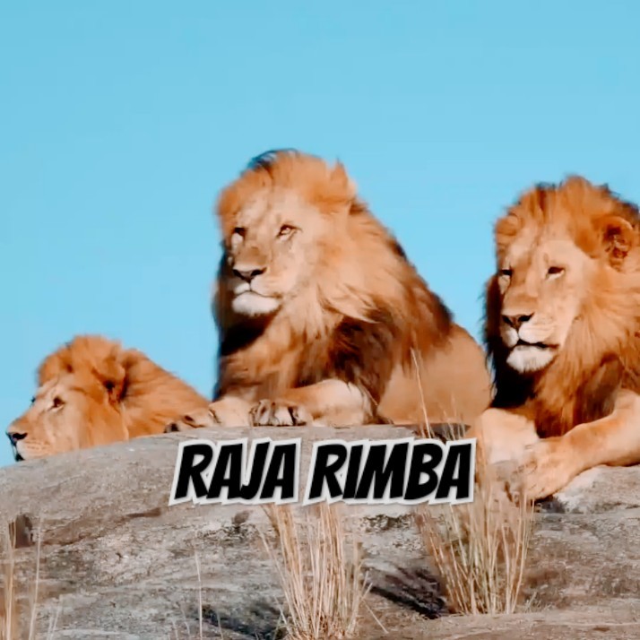 Fakta Menarik Singa, Sang Raja Rimba! - YouTube