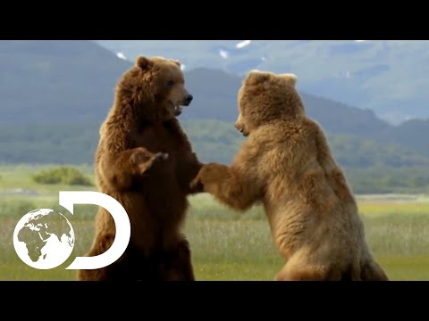 Majestic Bears in the Wild