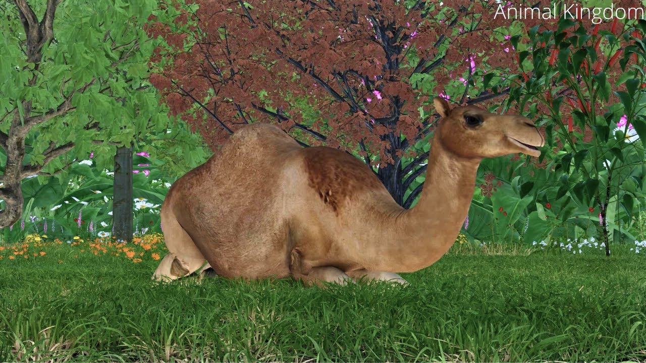 Camel🐪Taking Rest in Forest | ऊंट जंगल में आराम करते हुए | Camel ...