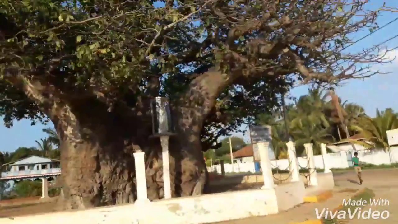 The Sri Lankan biggest width tree. BAOBAB Tree at Mannar. - YouTube