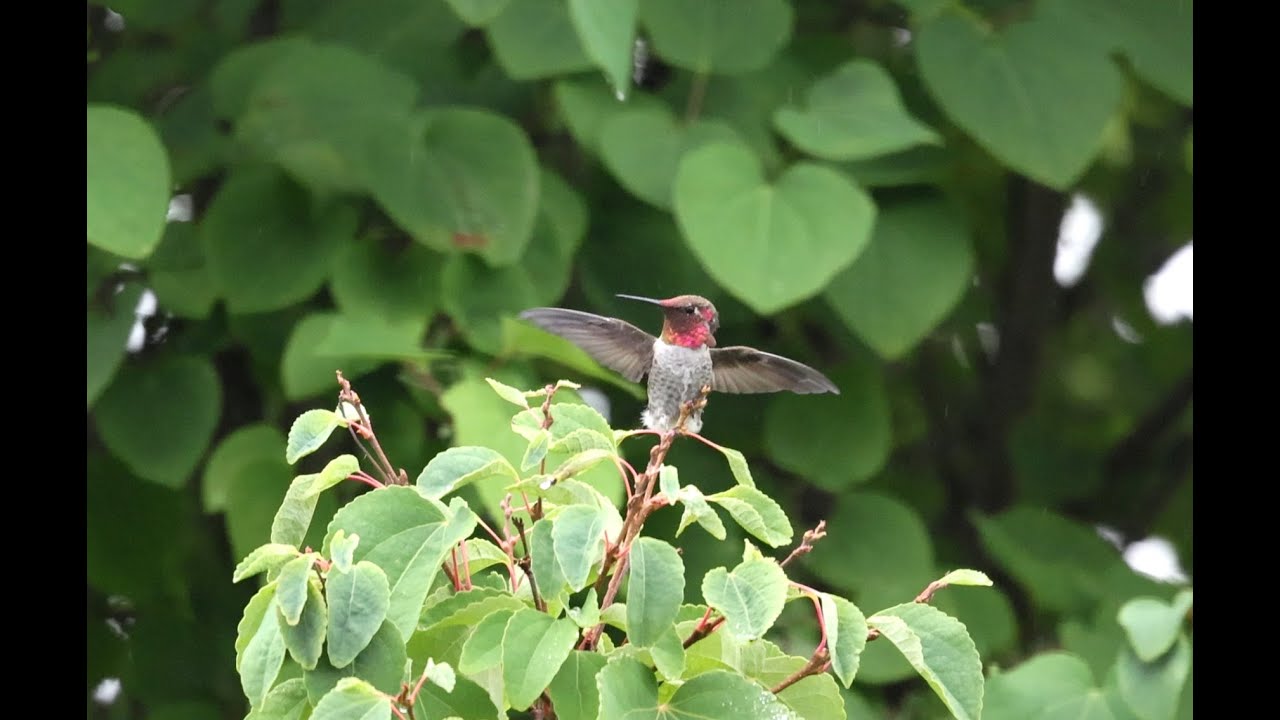 Anna's Hummingbird Sounds (Male) - YouTube