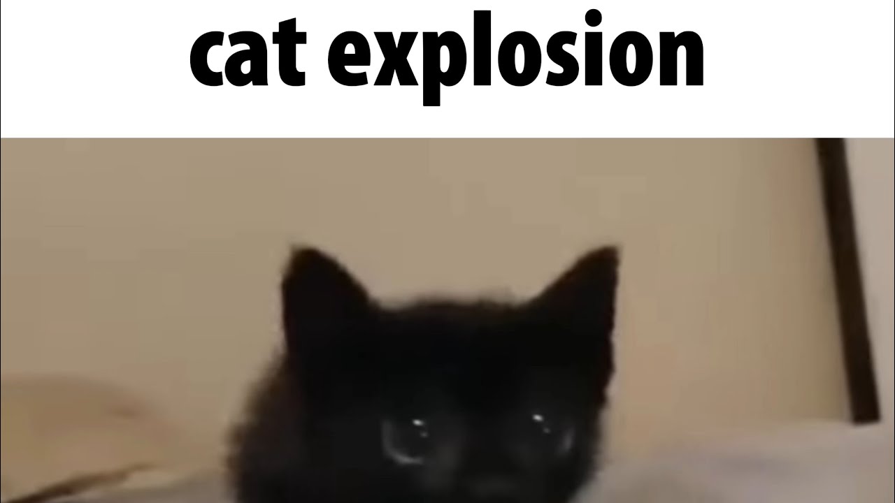 cat explosion - YouTube