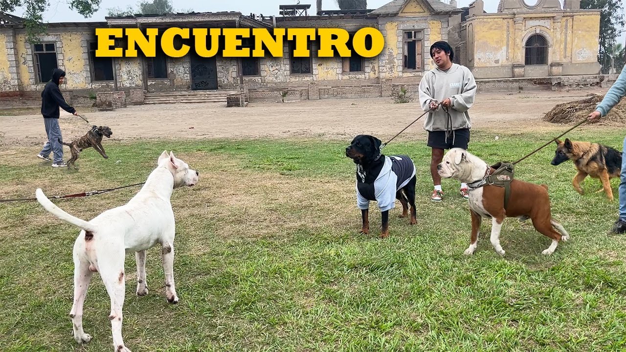Encuentro de DOGO ARGENTINO con BULL DOG AMERICANO X BOXER Y ROTTWEILER ...