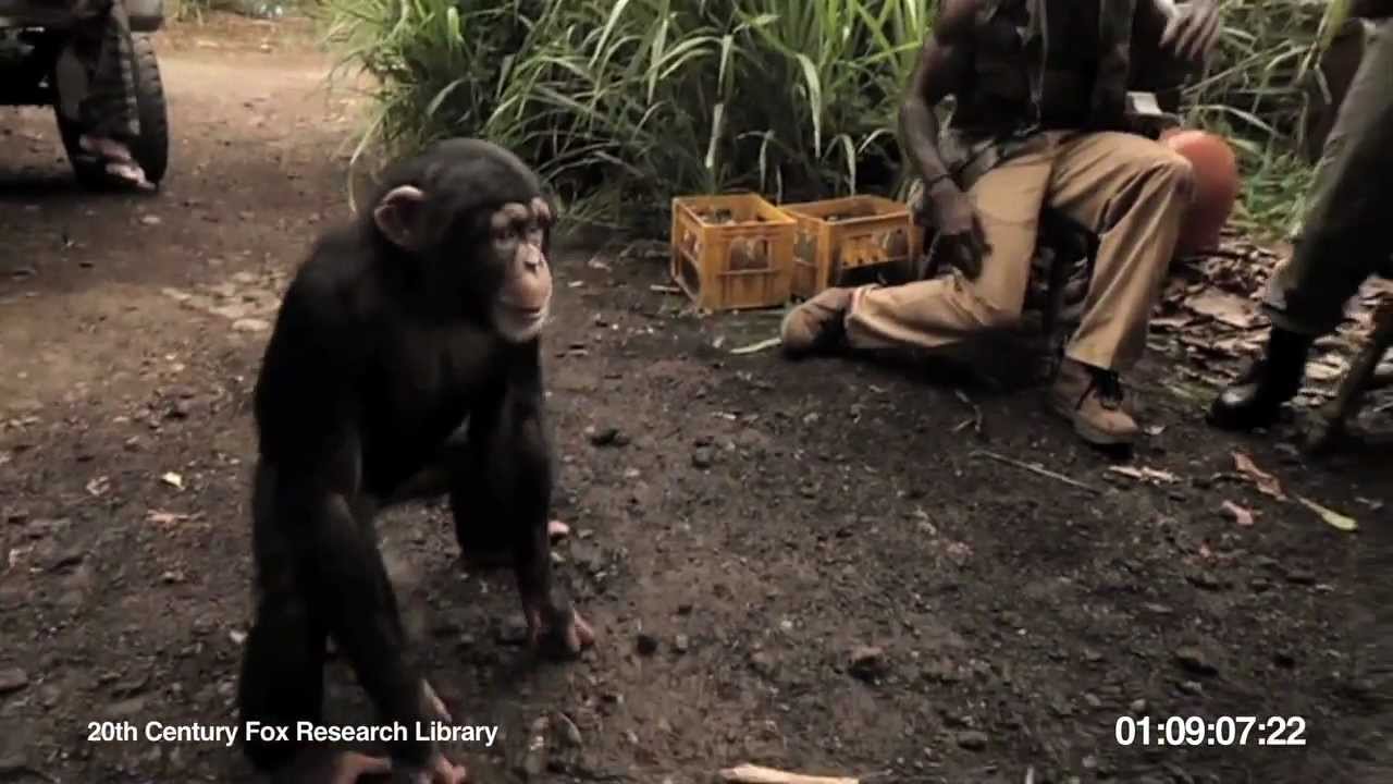 Chimpanzé Atira Com Uma AK-47 - YouTube