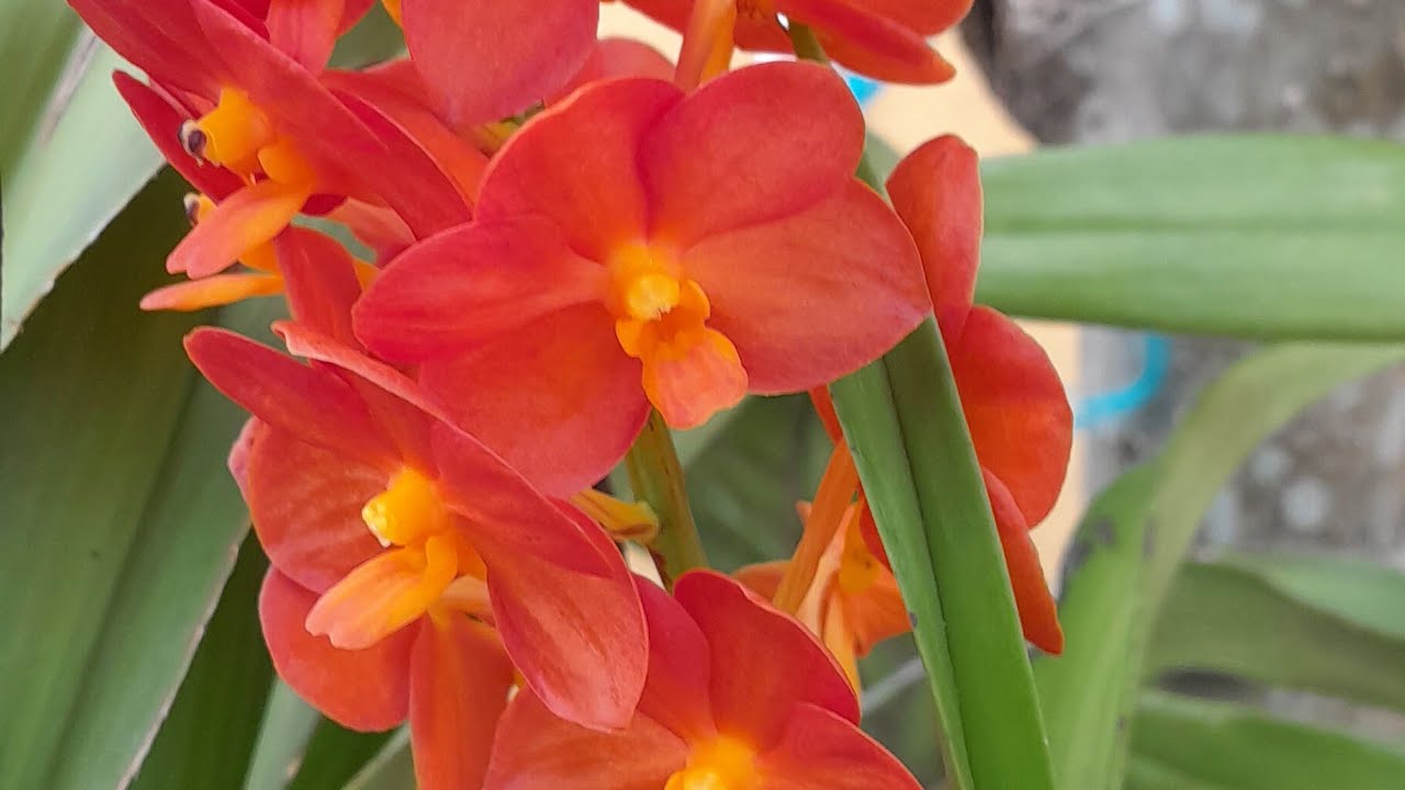 Vandachostylis Caroline Coffey Orchid October , 2024 - YouTube