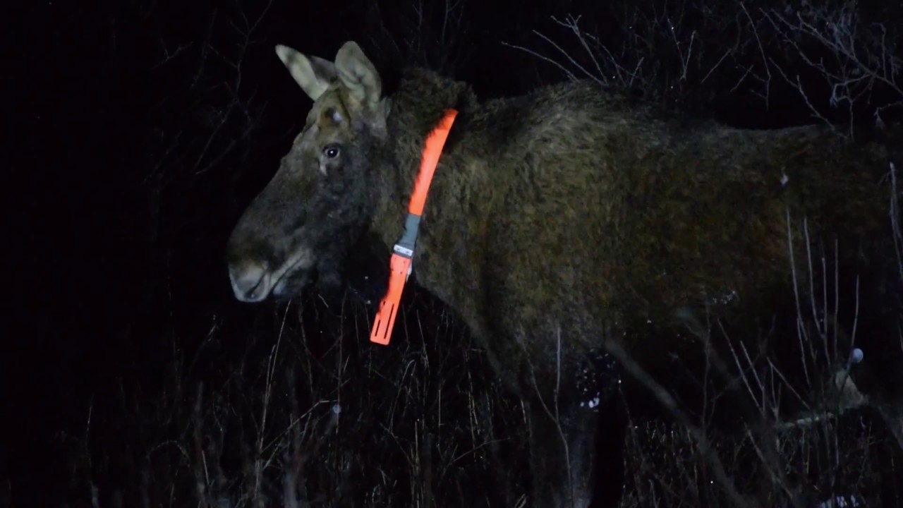 Põdrapüük 10.-11.02.2017 / Equipping a moose with GPS-collar in Estonia ...