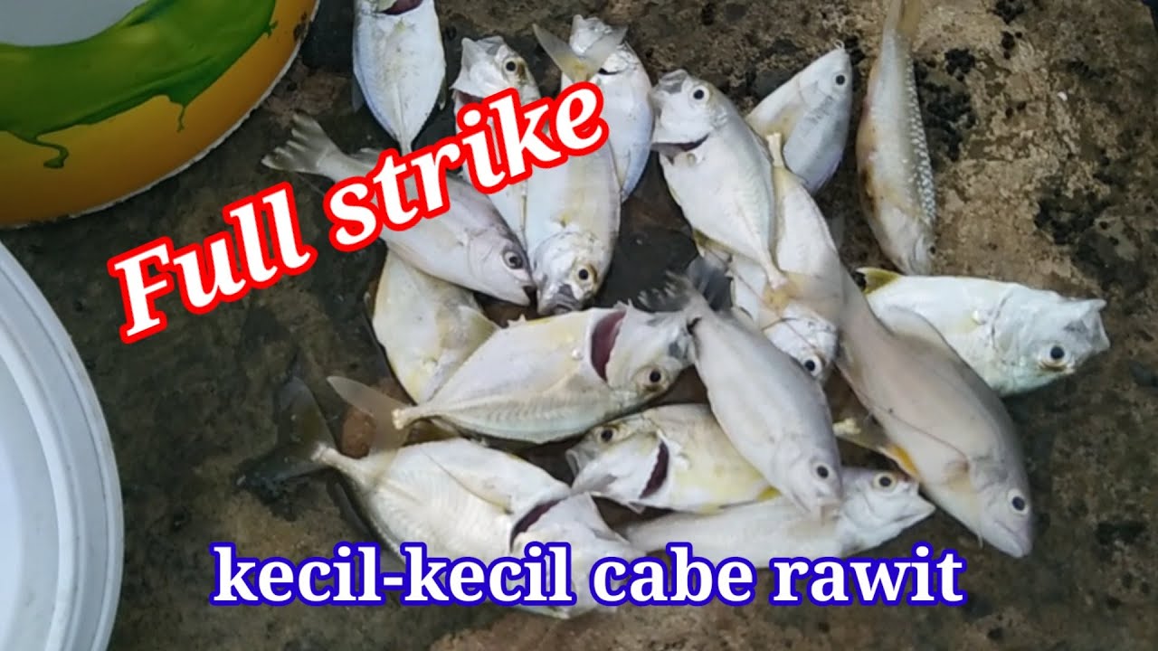 Full strike !! mancing di dermaga pantai laut selatan @DMcreator65 ...