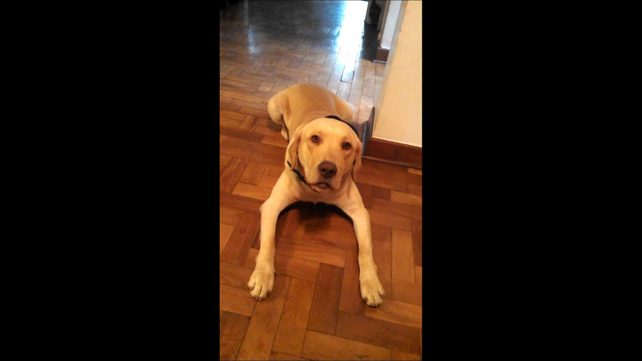 Spock the demanding dog - YouTube
