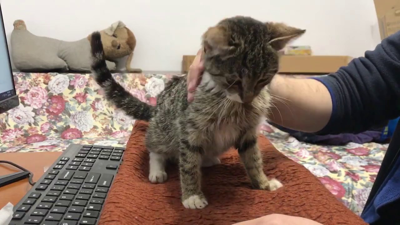 Gras oligofren flocoseste matzishor adorabil - YouTube