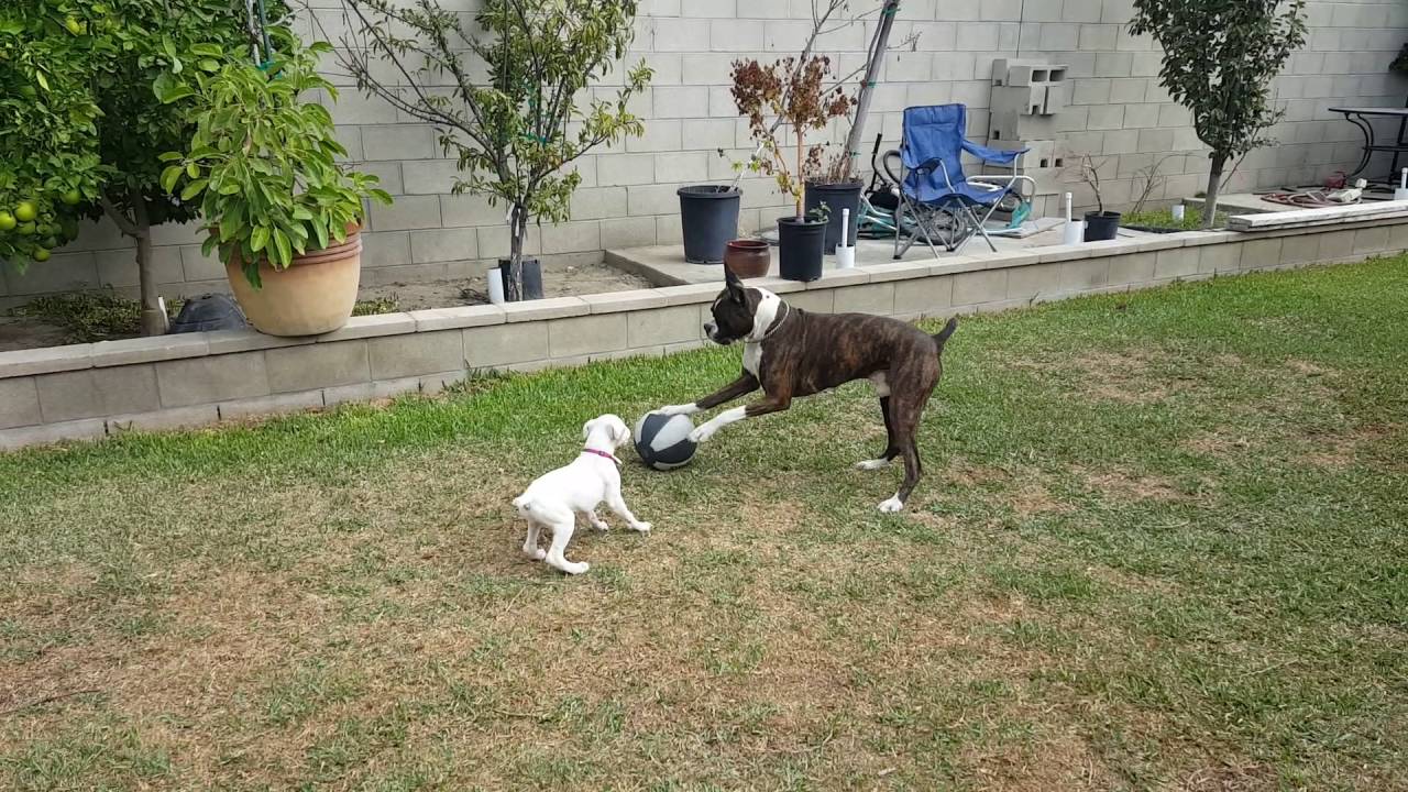 AKC Boxer Puppies 10 weeks old - YouTube
