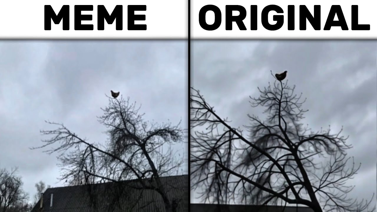 Screaming Chicken On Tree Meme vs Original Video - YouTube