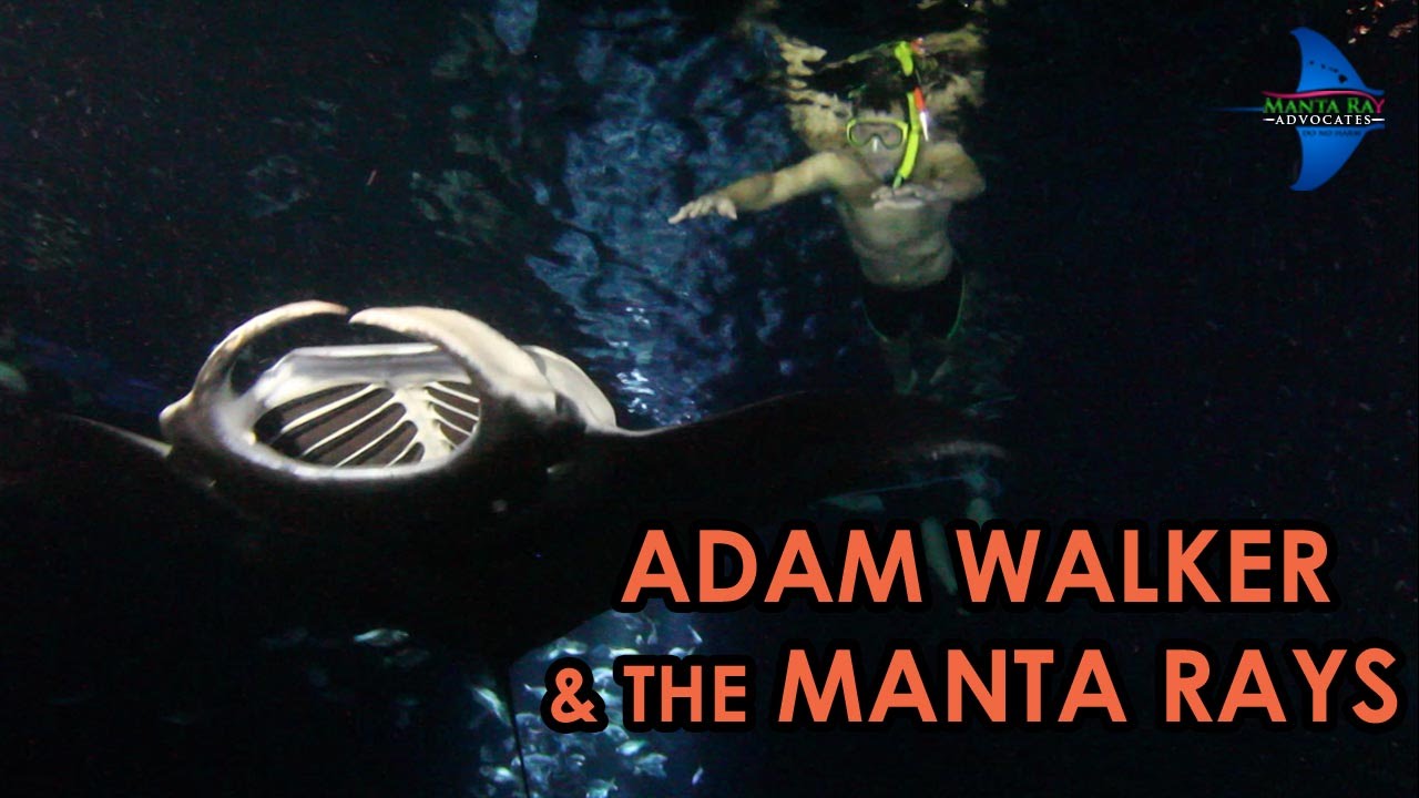 Adam Walker and the Manta Rays of Hawaii - YouTube