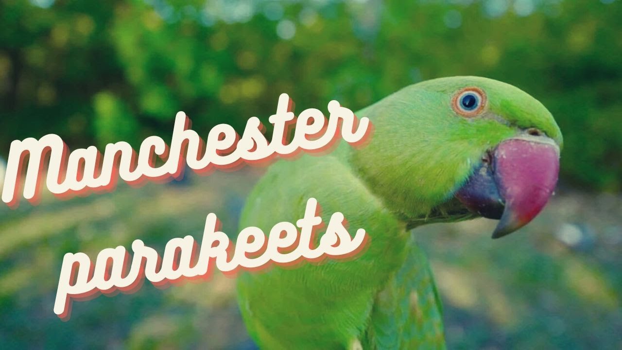 Manchester Alexandra park parakeets shorts - YouTube
