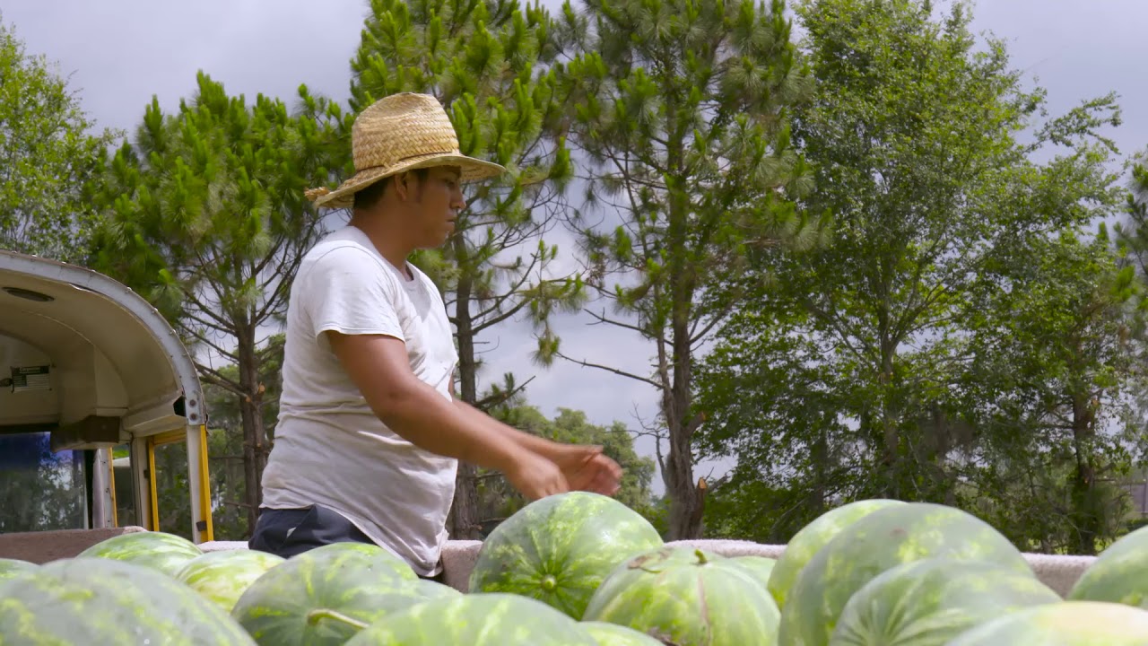 The Watermelon Story: The Journey - YouTube