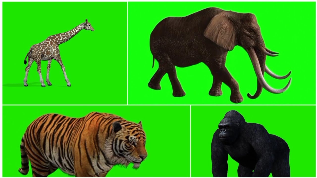 Big 4 animals II Green Screen Effects II Giraffe 🦒 II Gorilla 🦍 II ...