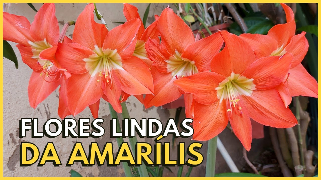 AMARÍLIS UMA PLANTA DE FLORES LINDAS! | Aprenda a cultivar a AMARÍLIS ...