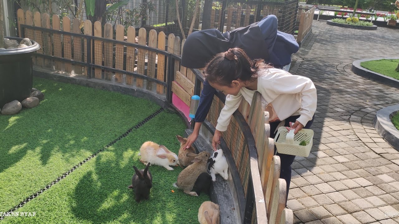 hotel yang ada mini zoo nya l fortuna grande seturan| #yogyakarta # ...