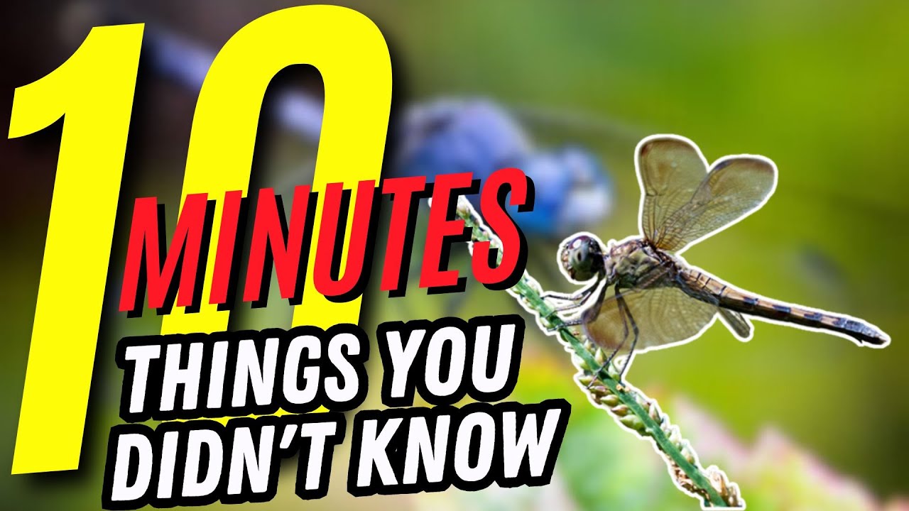 10 MINUTES OF THINGS YOU DON´T KNOW🤯🕒 #83 - YouTube