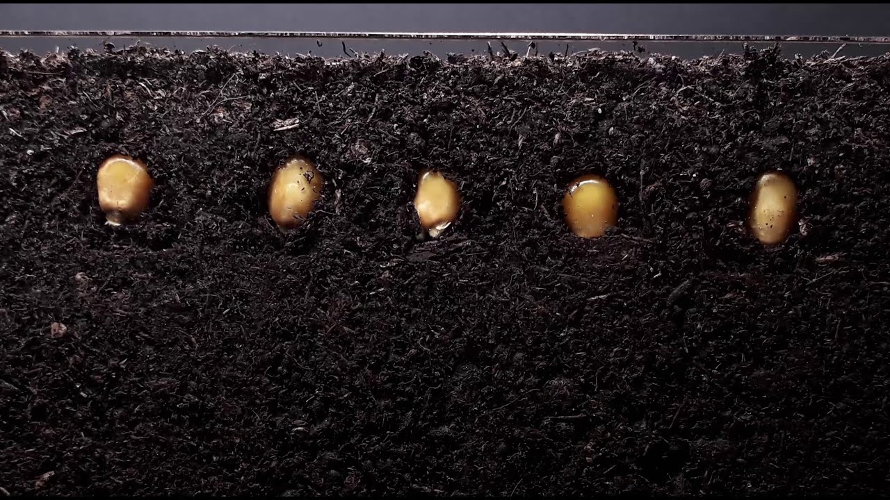 Corn time lapse - 12 days - Plant time lapse series #greentimelapse # ...
