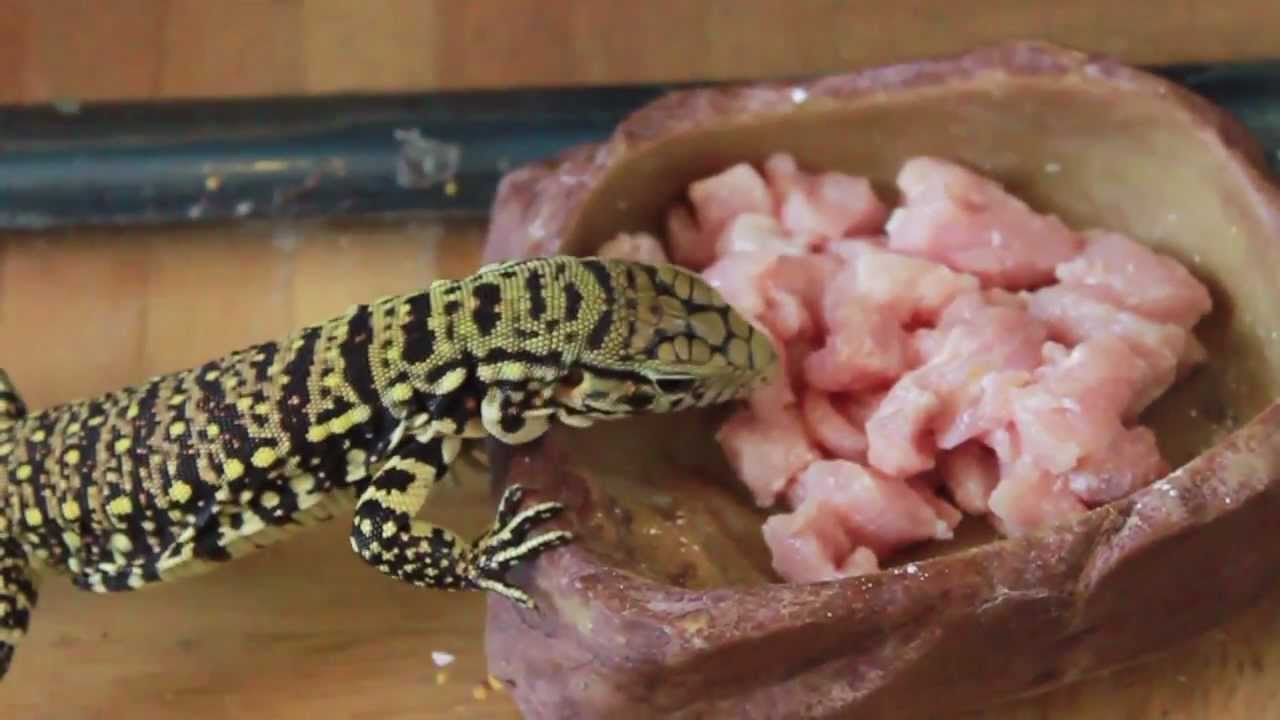 Argentine Tegu Eating and Climbing [Repidemic] - YouTube