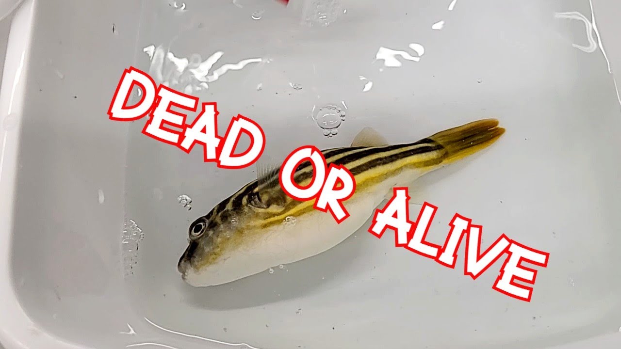 Simple UNBOXING turns CRITICAL - Puffer fish EMERGENCY - YouTube