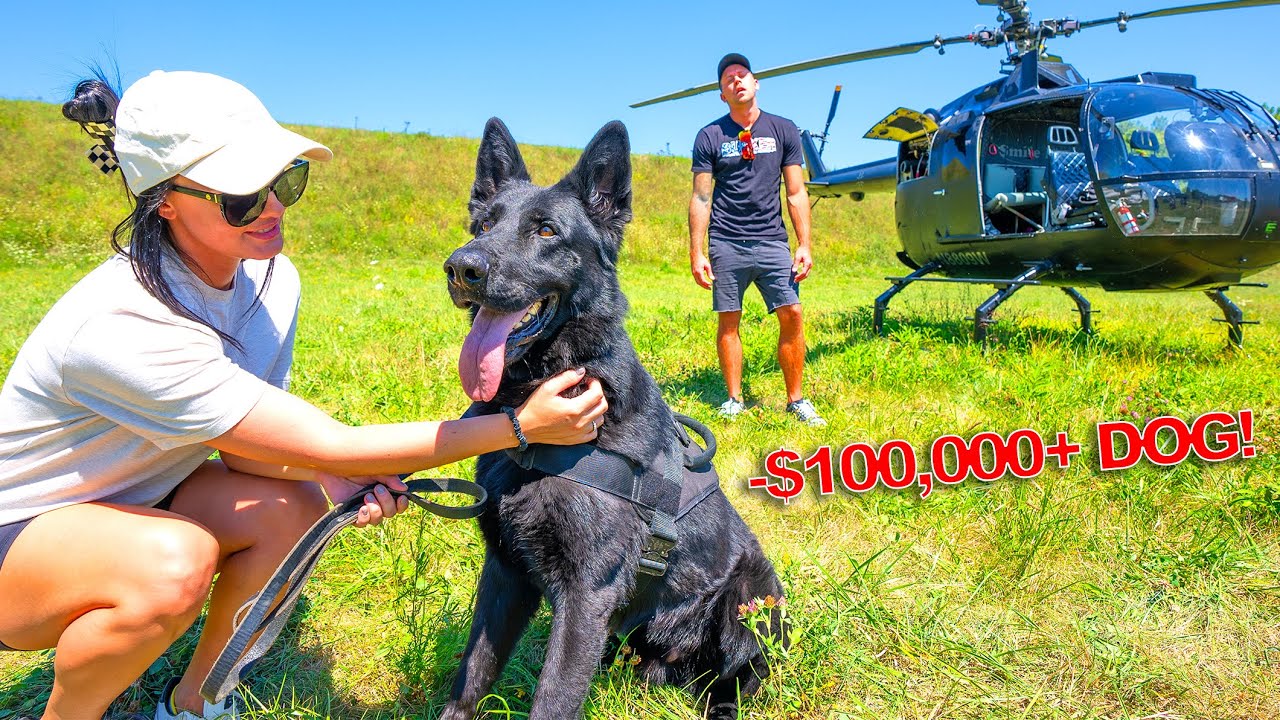 NO WAY!! Her New $100k Guard Dog Flys In My Helicopter for The First ...