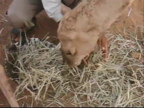 The Camel Collection - YouTube