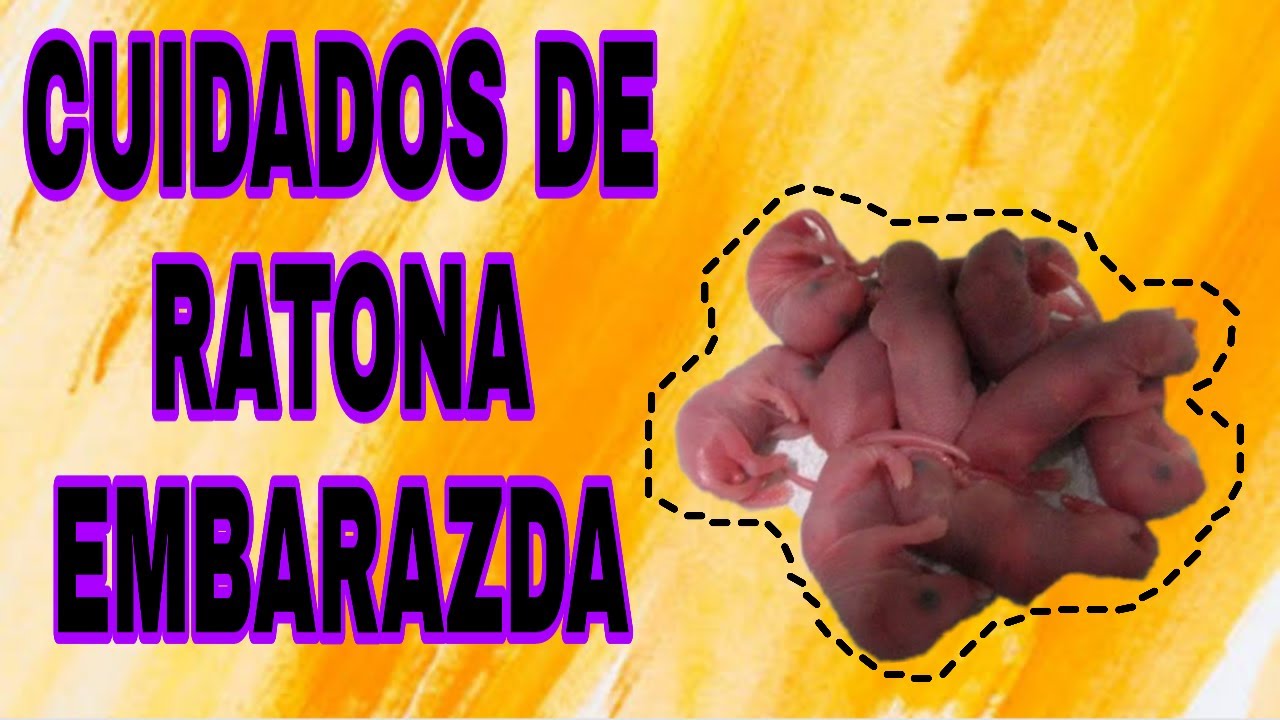 Ratona embarazada!!! |PLAN MASCOTA - YouTube