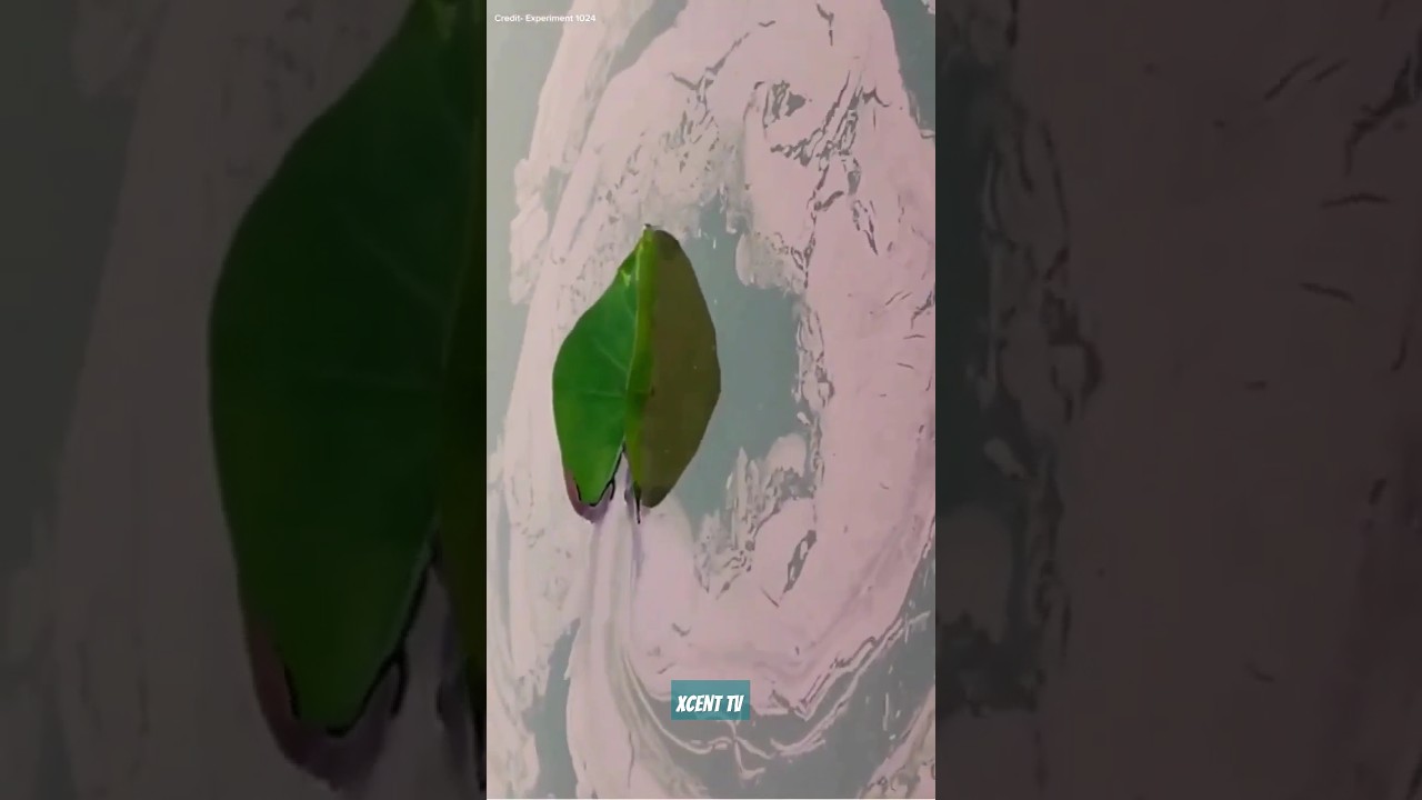 Leaf floating #science #sciencefacts @XcentTv - YouTube
