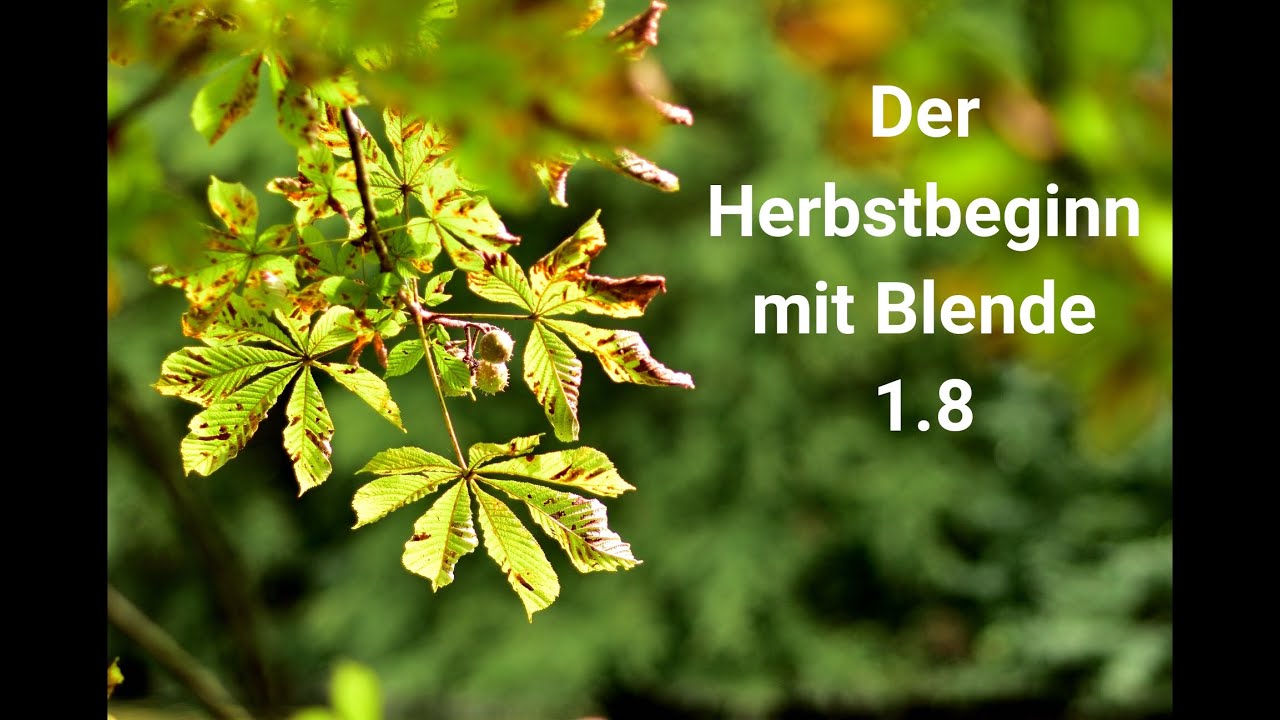 Den Herbstbeginn mit einer offenen Blende stimmungsvoll fotografieren ...