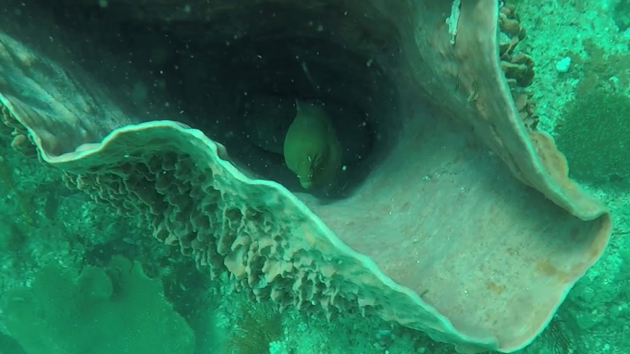 Attack by Triggerfish - YouTube