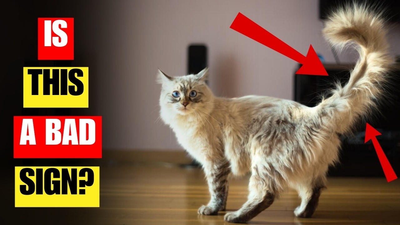 9 Secret Messages From Your Cat’s Tail! | Do you know them all? - YouTube