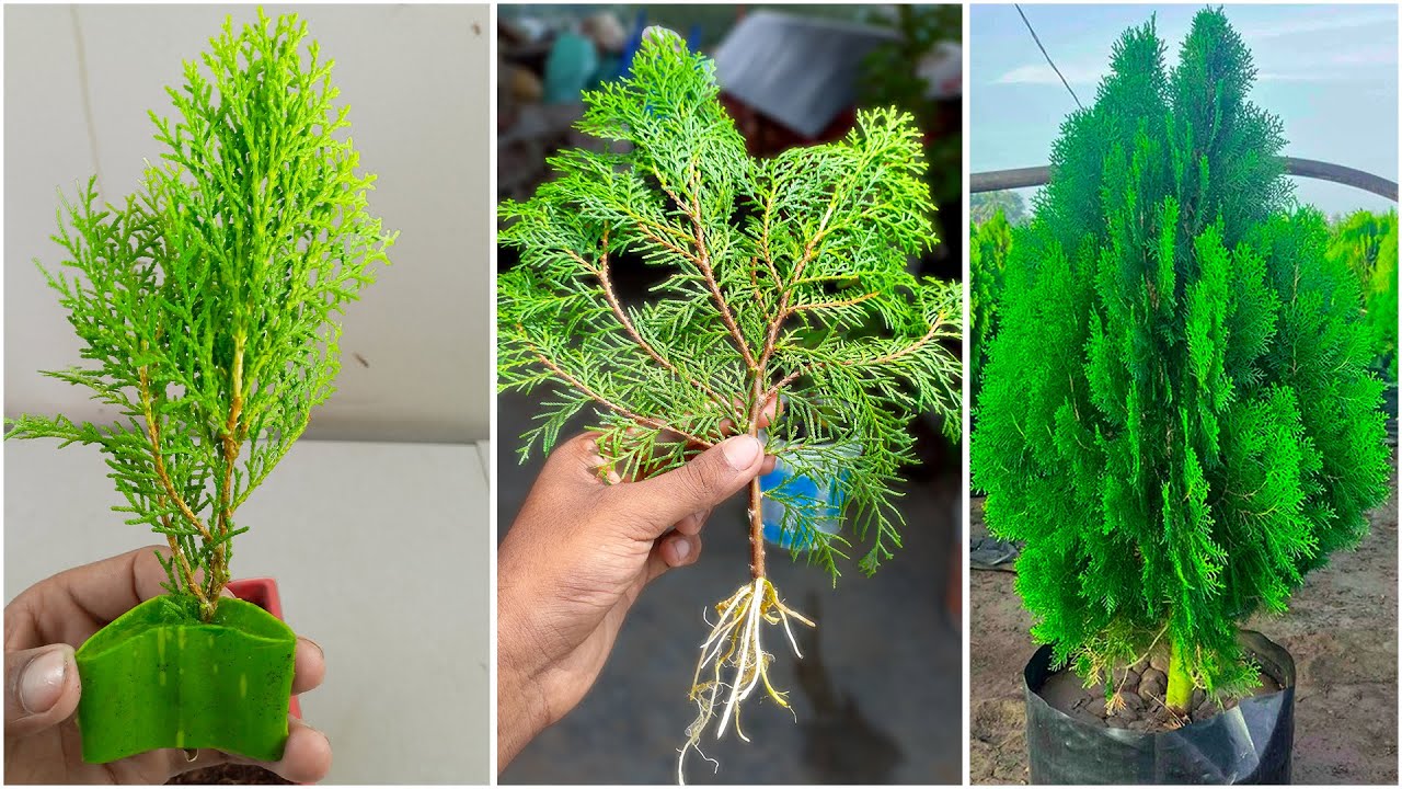 How to propagate Thuja/Jhau from cutting | Grow Thuja tree from cutting ...