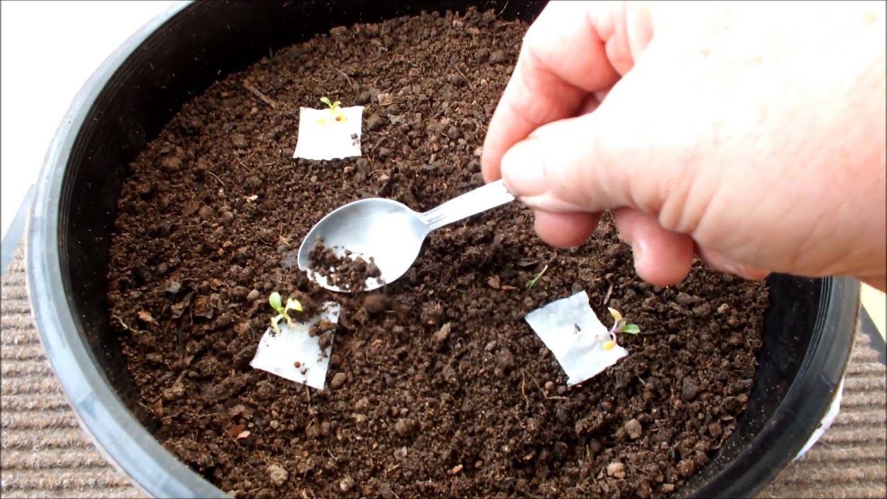 Pak Choi seeds germinated indoors on tissue on a windowsill. - YouTube
