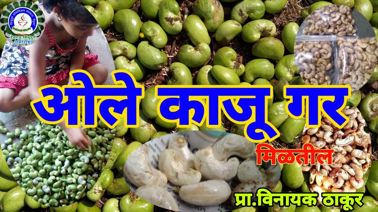 ओले काजुगर प्रक्रीया/Ole Kajugar Procedure Raw /wet cashew nut ...