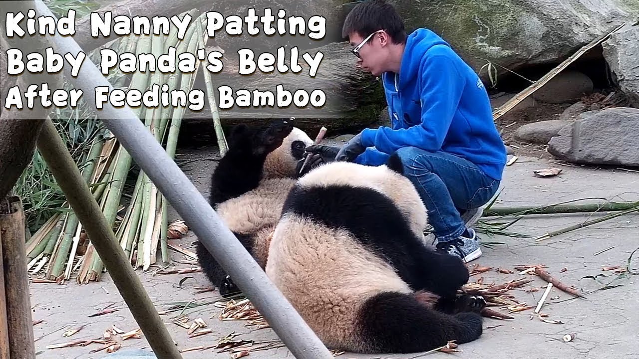 Kind Nanny Patting Baby Panda's Belly After Feeding Bamboo | iPanda ...