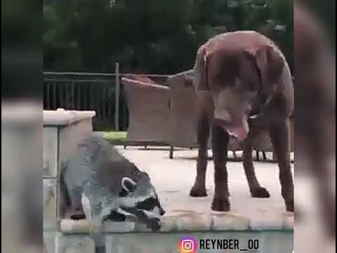 Komik Kürtçe VINELER (KURDI HENEK)